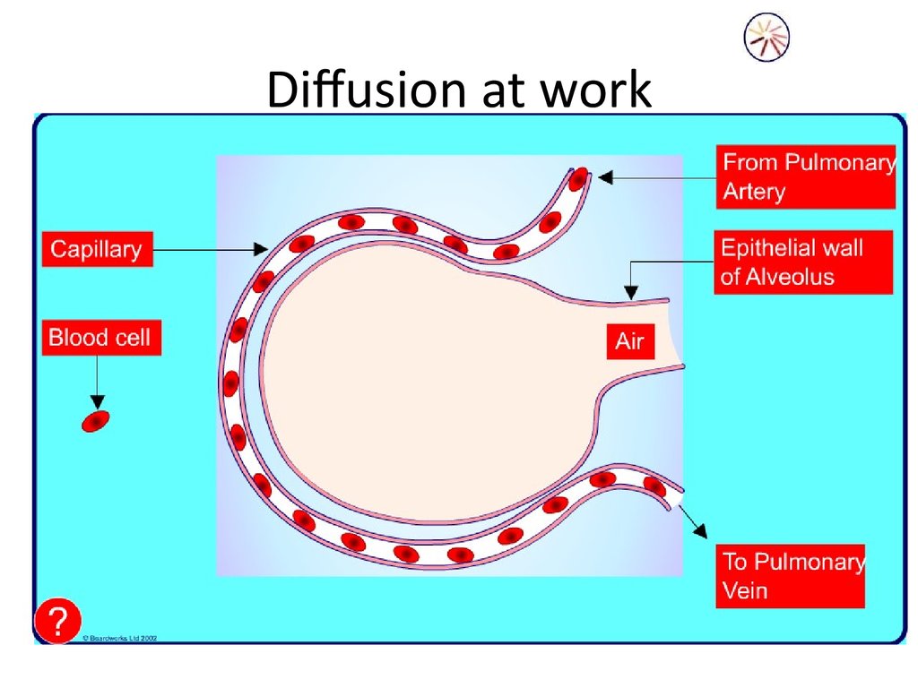 KS4 Biology The Breathing System Online Presentation