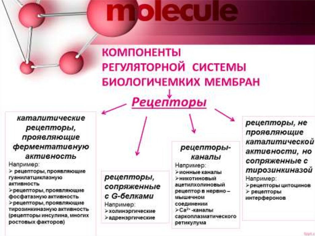Биологические мембраны. Строение и состав мембран - презентация онлайн