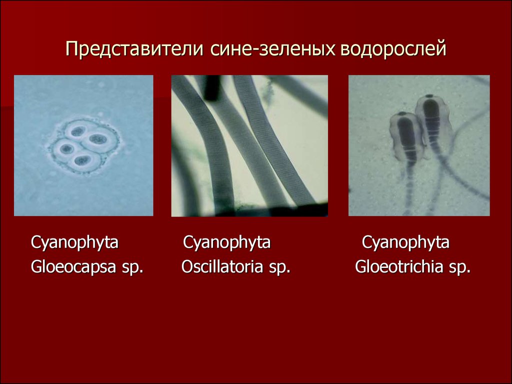 Сине-зелёные водоросли - презентация онлайн