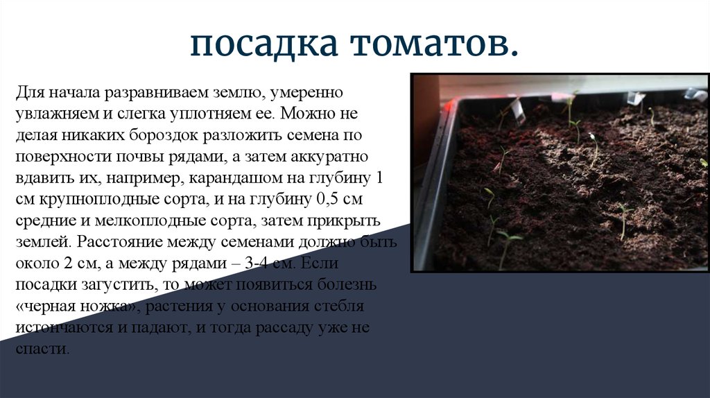 Томаты. История появления - презентация онлайн