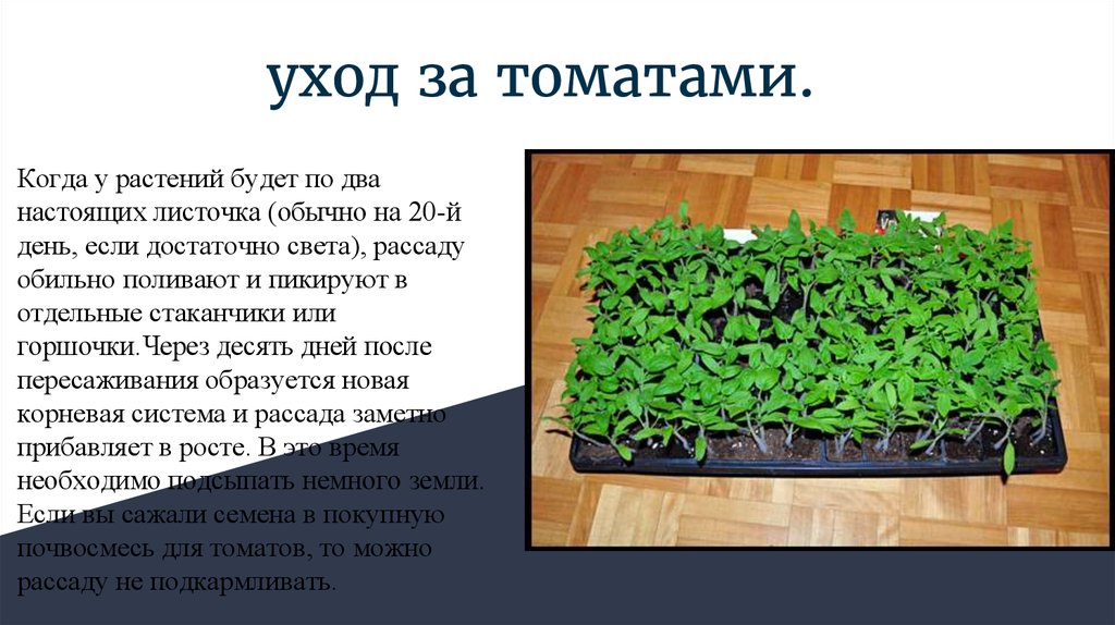 Томаты. История появления - презентация онлайн