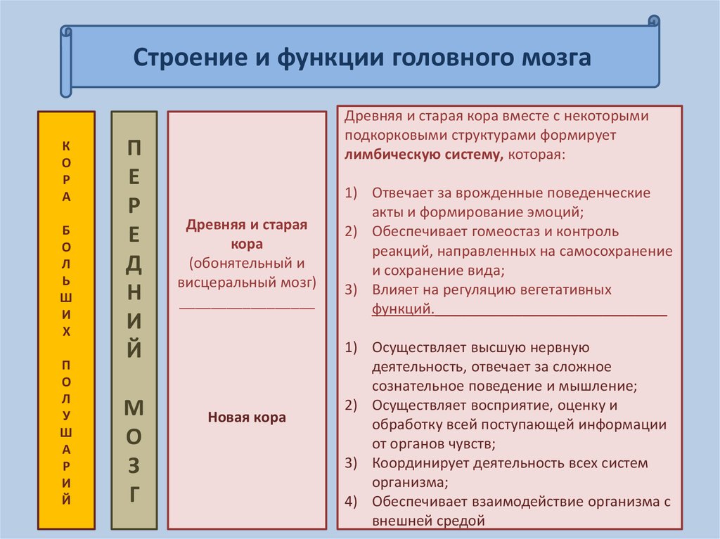 Головной мозг - презентация онлайн