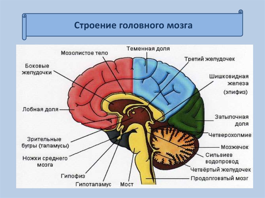 Головной мозг - online presentation