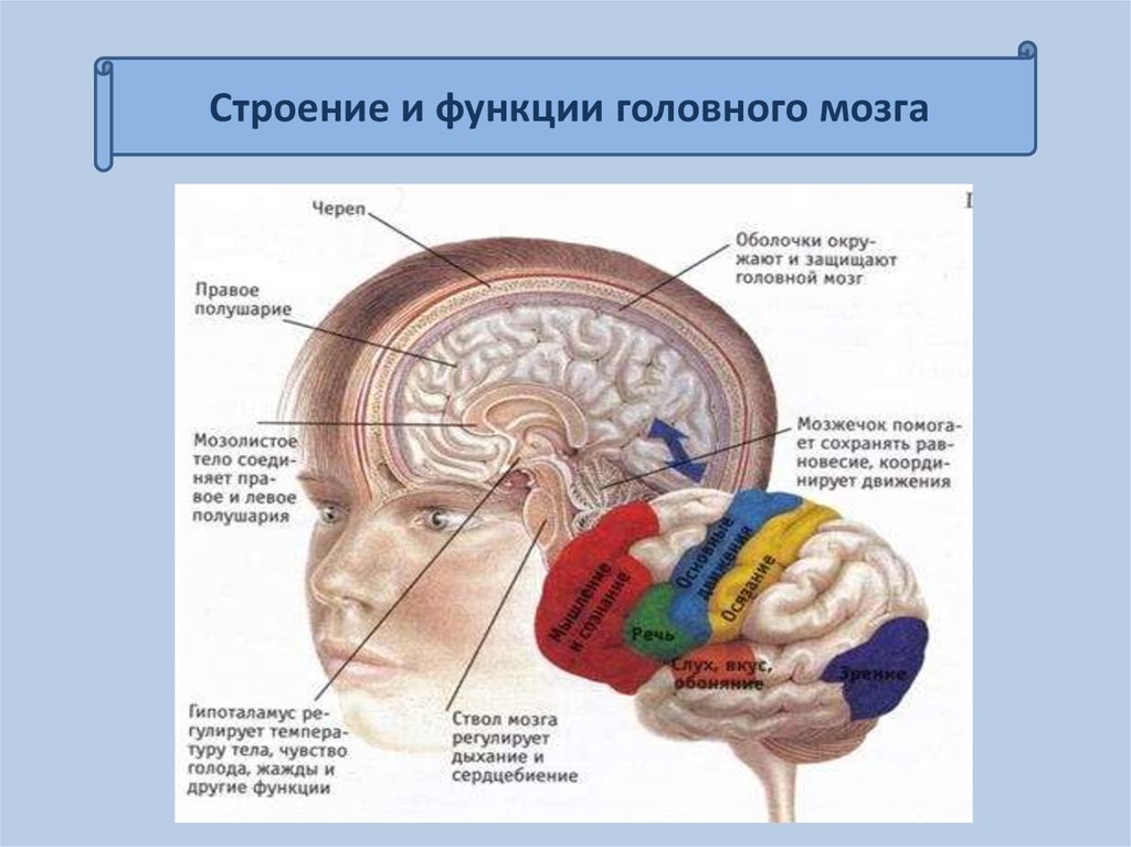 Головной мозг - презентация онлайн