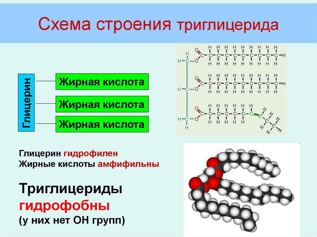 Липиды Классификация презентация онлайн