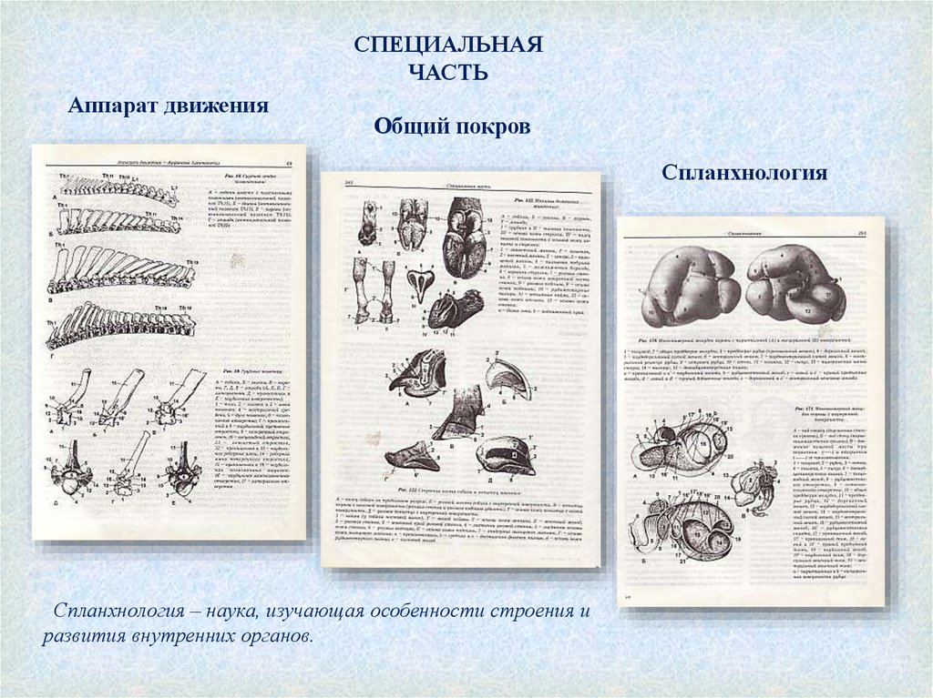 Виртуальная выставка. А.И. Акаевский «Анатомия домашних животных ...