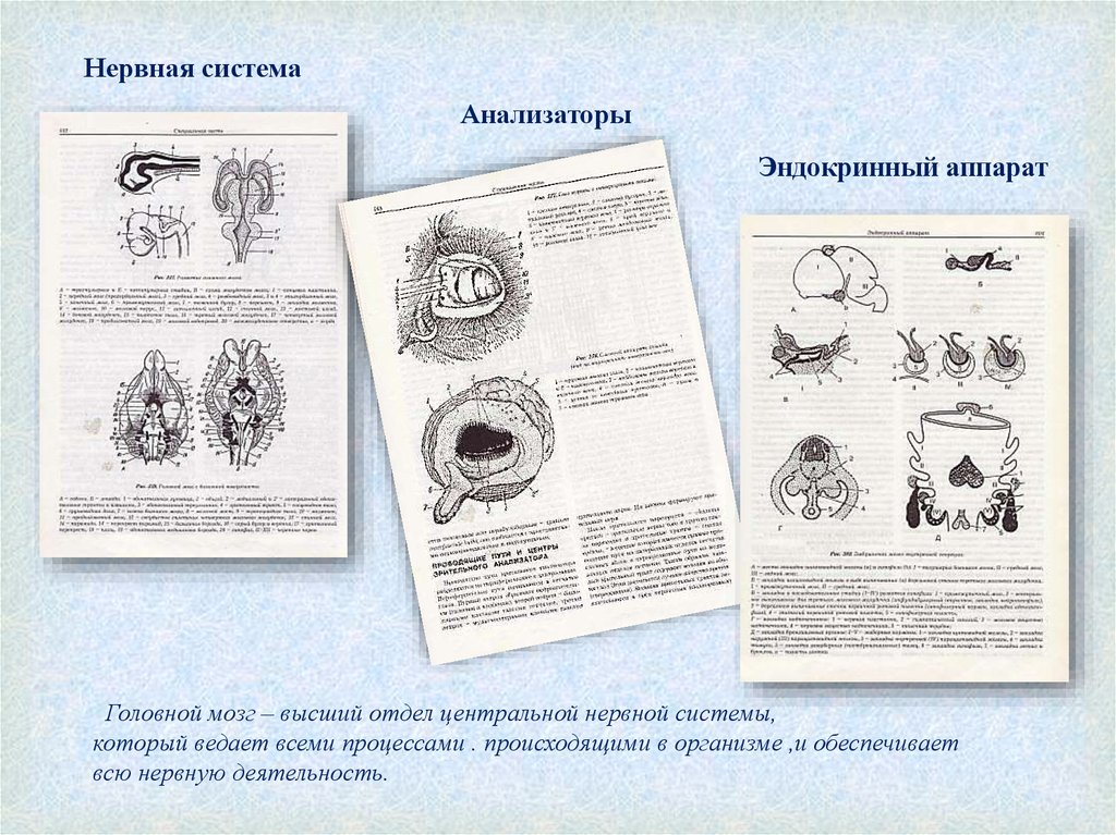 Виртуальная выставка. А.И. Акаевский «Анатомия домашних животных ...