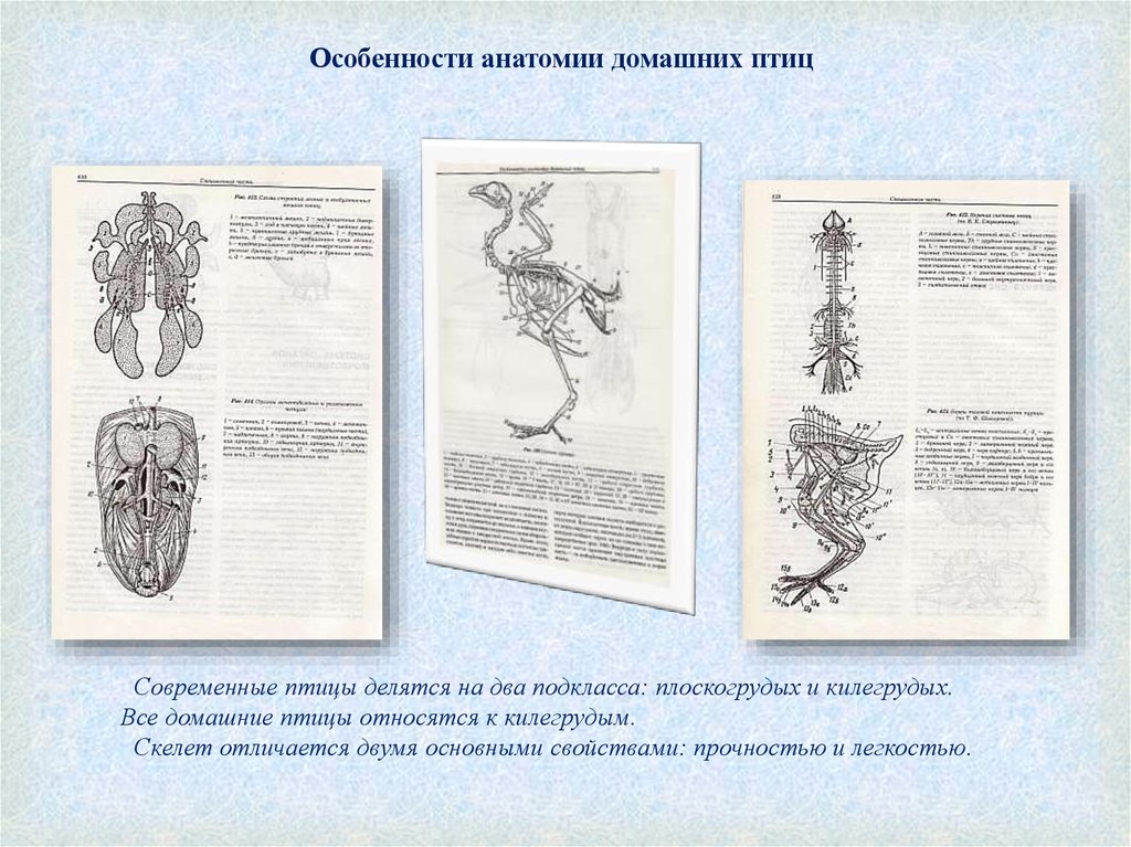 Виртуальная выставка. А.И. Акаевский «Анатомия домашних животных ...