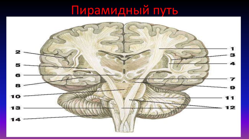 Нервная система - презентация онлайн