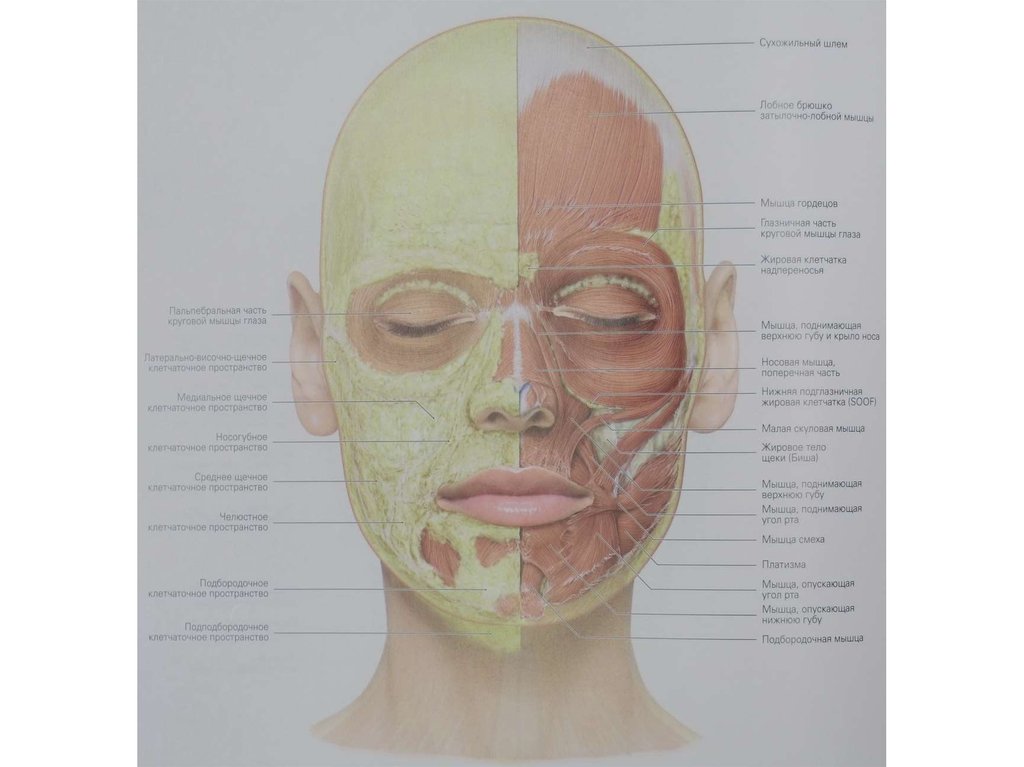 SMAS-лифтинг - презентация онлайн