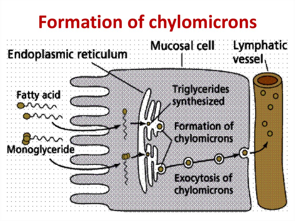 Lipid Metabolism 