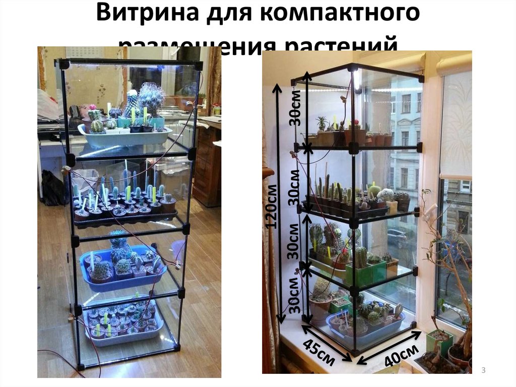Обустройство зимовки суккулентных растений в стесненных, домашних ...
