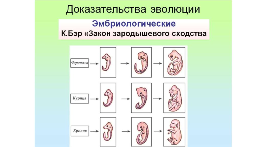 Эволюционное учение - презентация онлайн