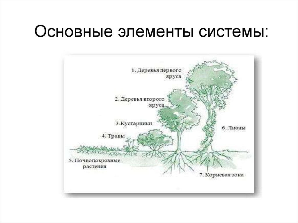 Лесосад Основные элементы системы презентация онлайн