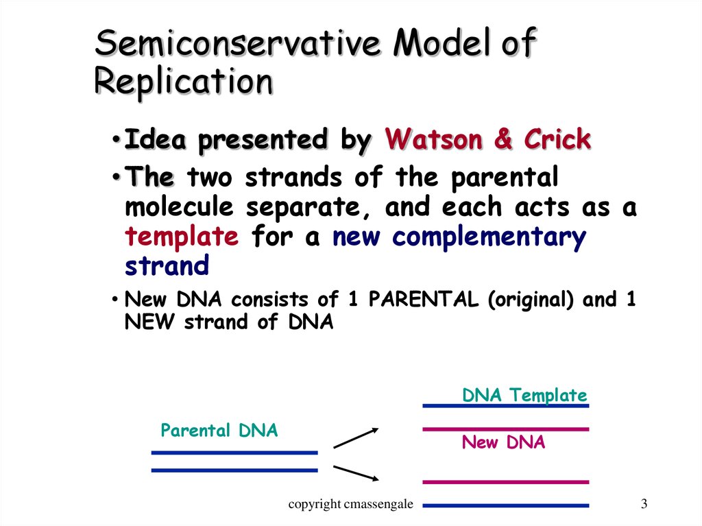 Semiconservative Replication Involves A Template What Is The Template 