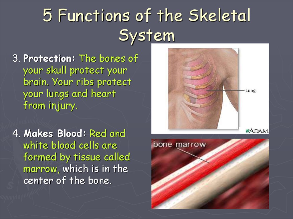 Skeletal System Online Presentation
