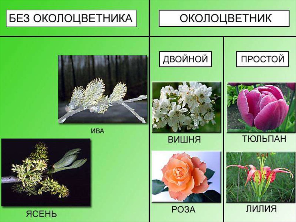 Цветок генеративный орган его строение и значение презентация онлайн