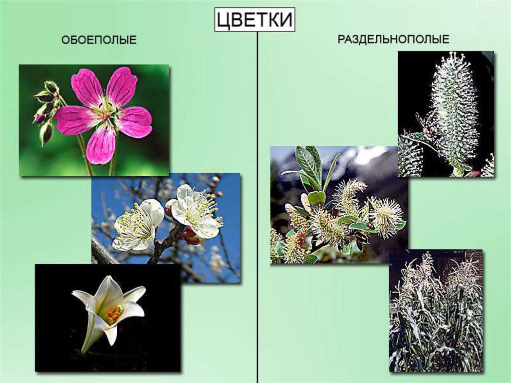 Цветок генеративный орган его строение и значение презентация онлайн