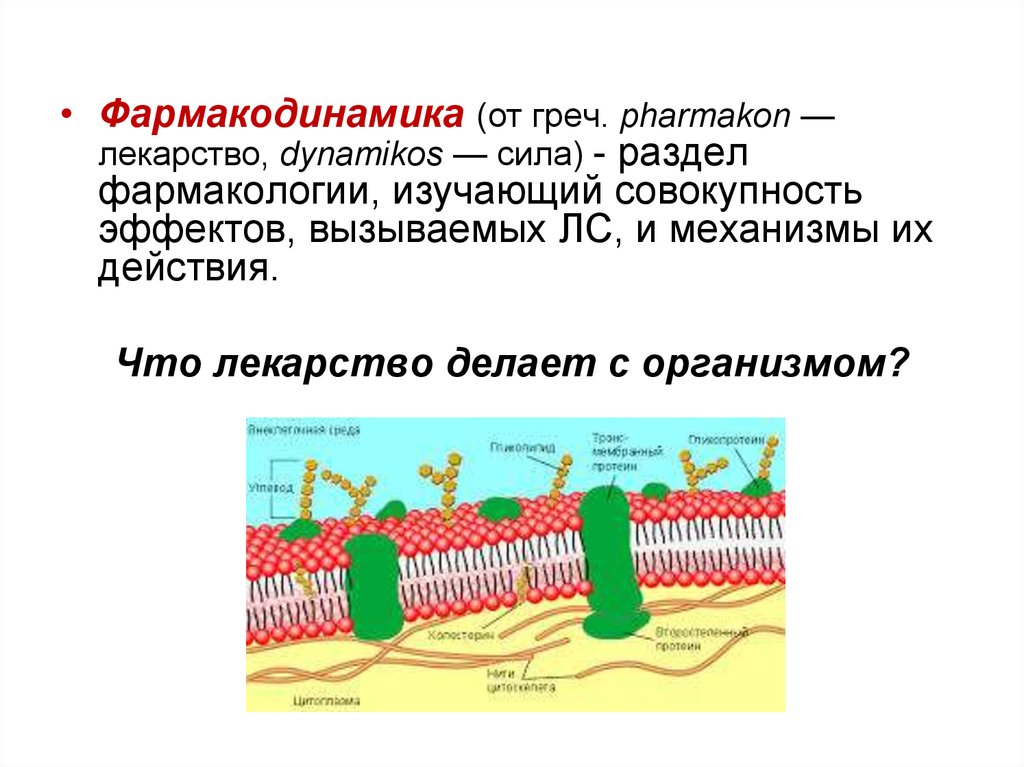 Раздел фармакологии фармакодинамика - online presentation
