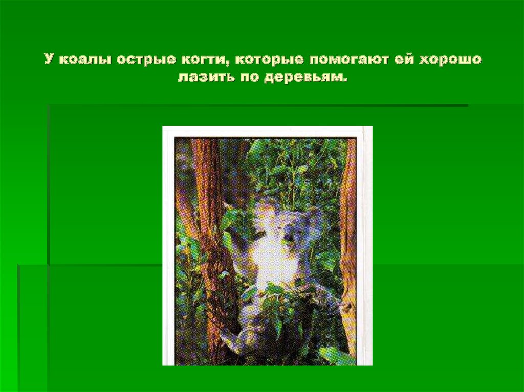Класс Млекопитающие - презентация онлайн