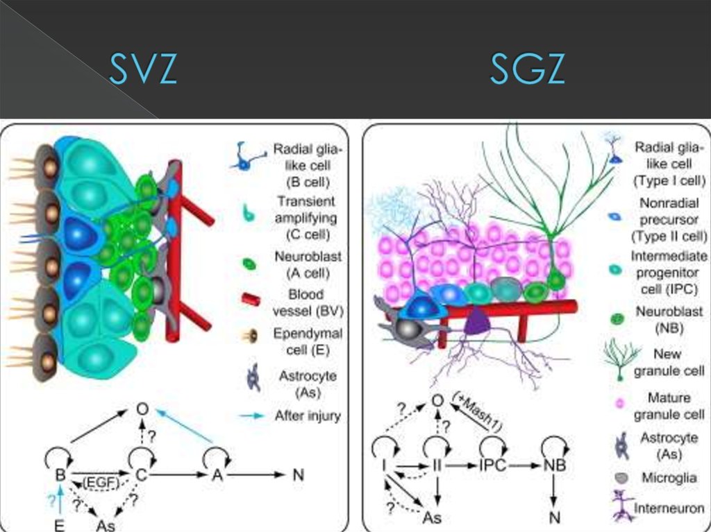Постнатальный нейрогенез - online presentation