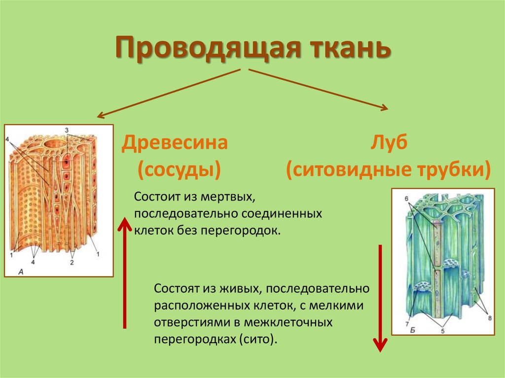 Растительные ткани - презентация онлайн