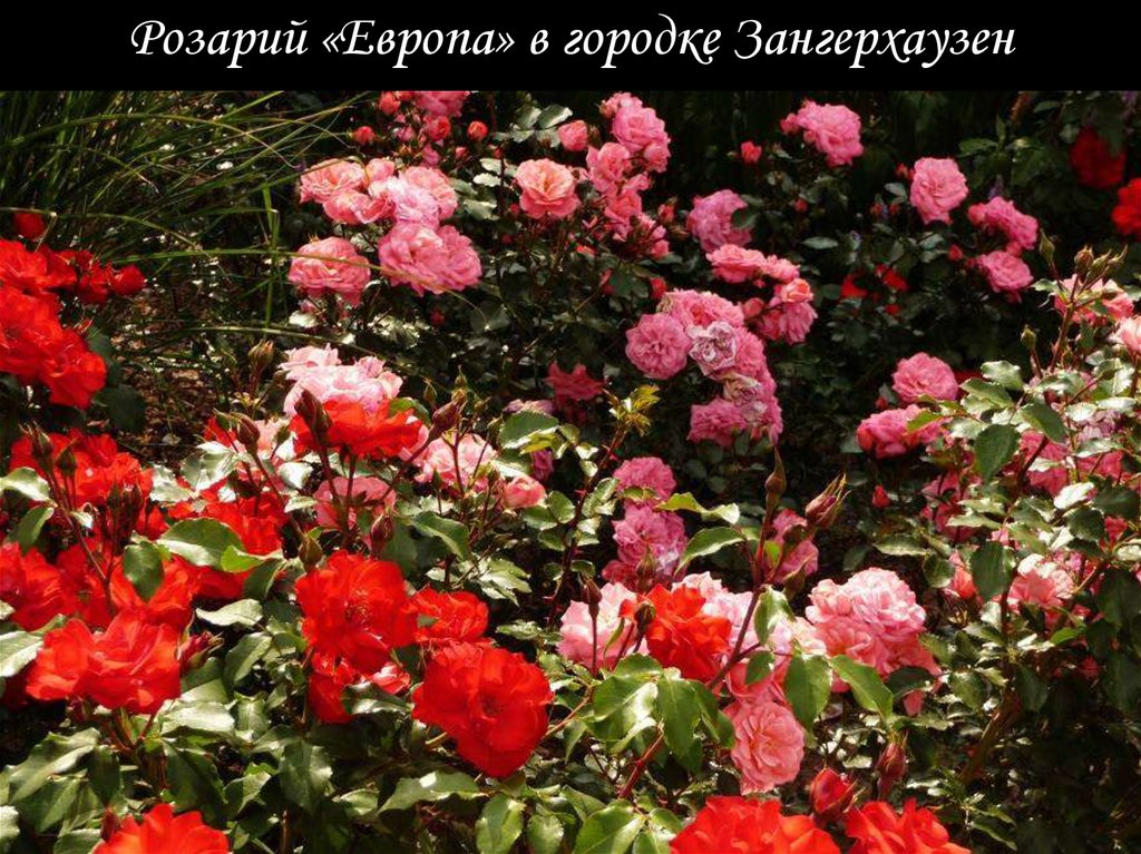 Сады и парки Германии - online presentation