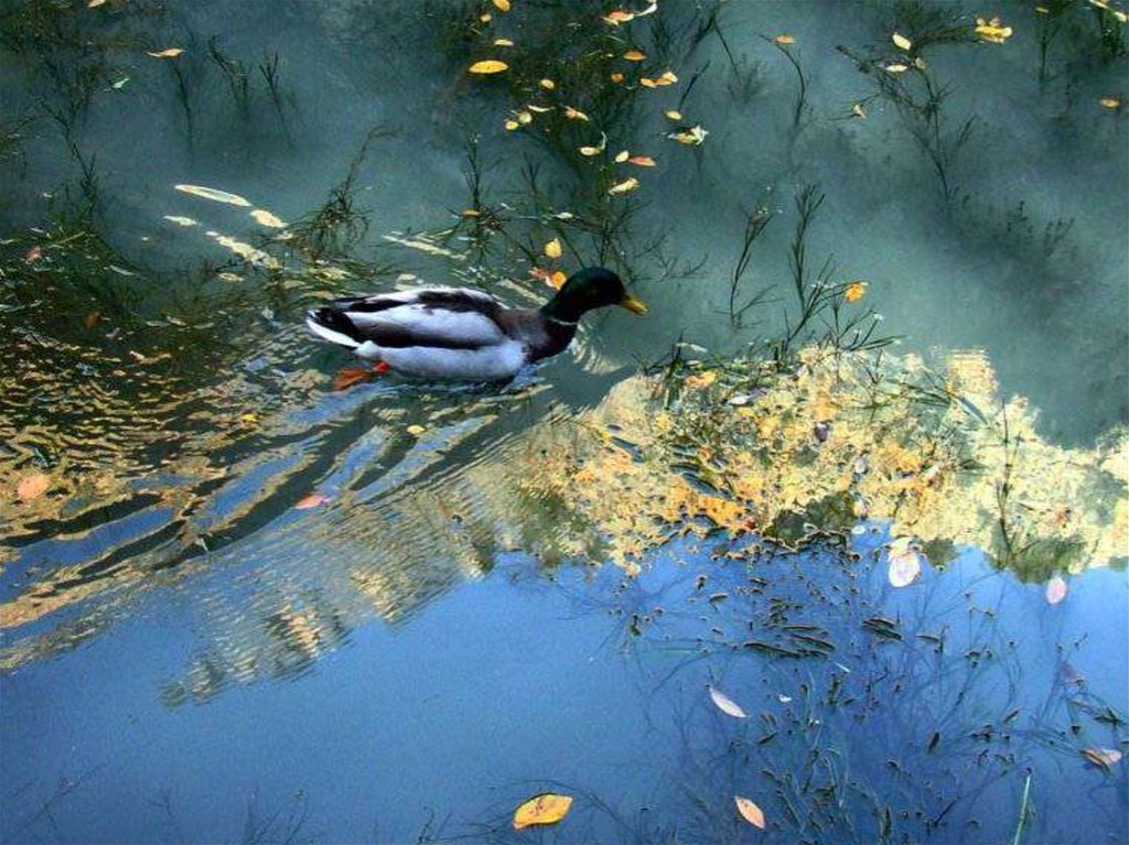 Faune et Flore de la Sologne - online presentation