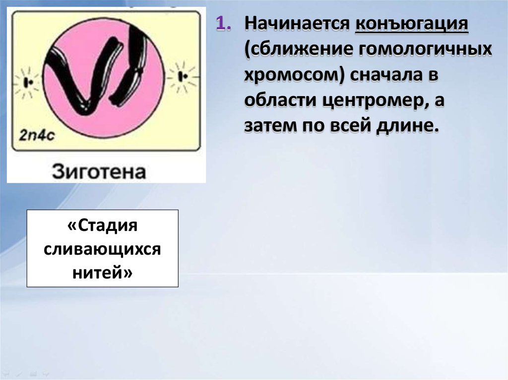 Мейоз. Гаметогенез - презентация онлайн