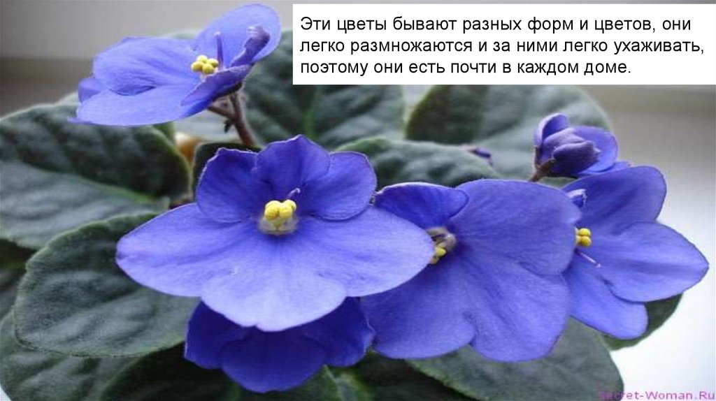 Фиалка домашняя - online presentation