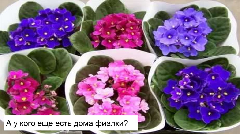 Фиалка домашняя - online presentation