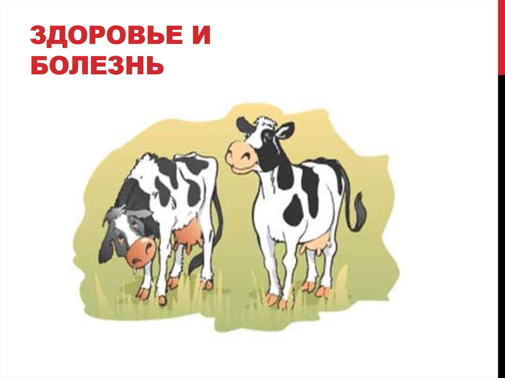 Основы ветеринарии - презентация онлайн