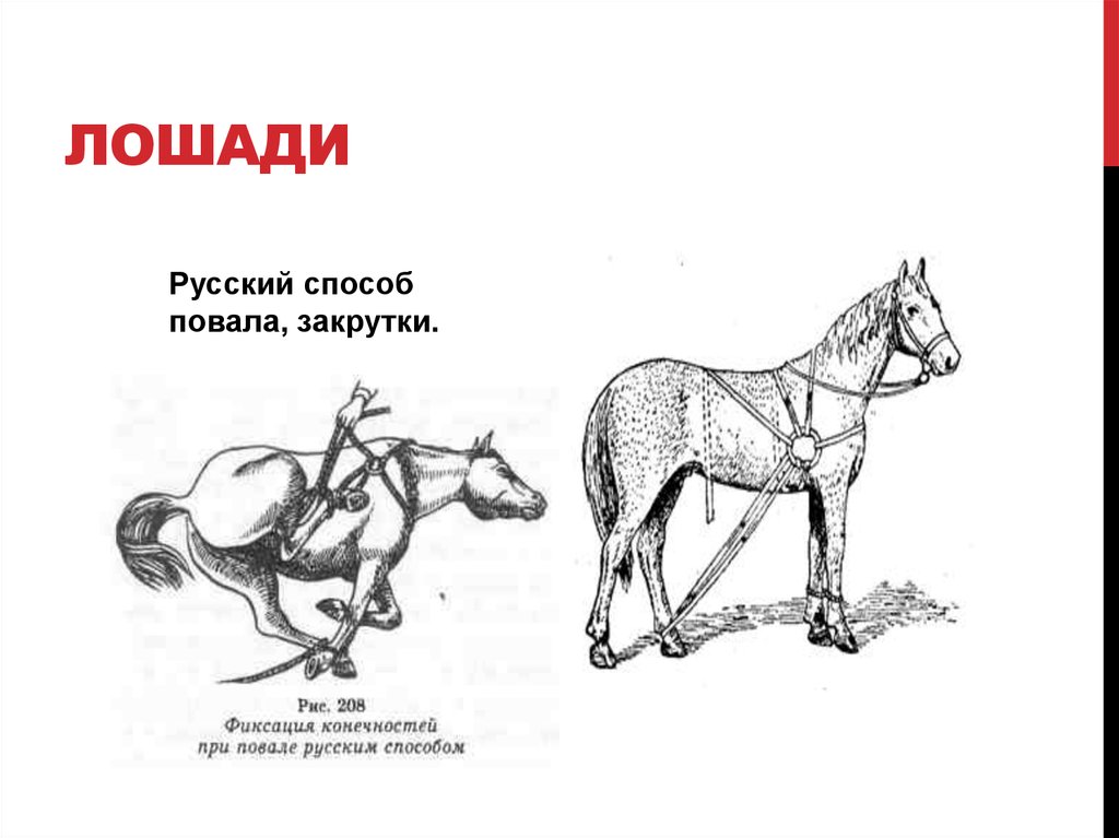 Основы ветеринарии - презентация онлайн