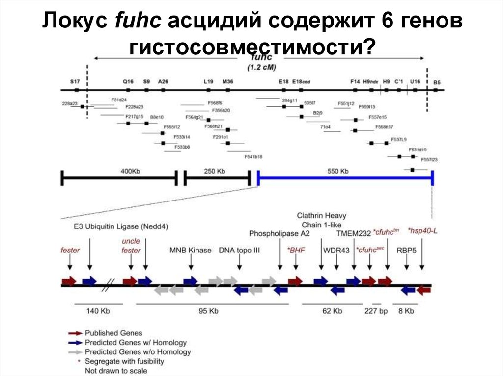 Трансплантационный иммунитет - презентация онлайн