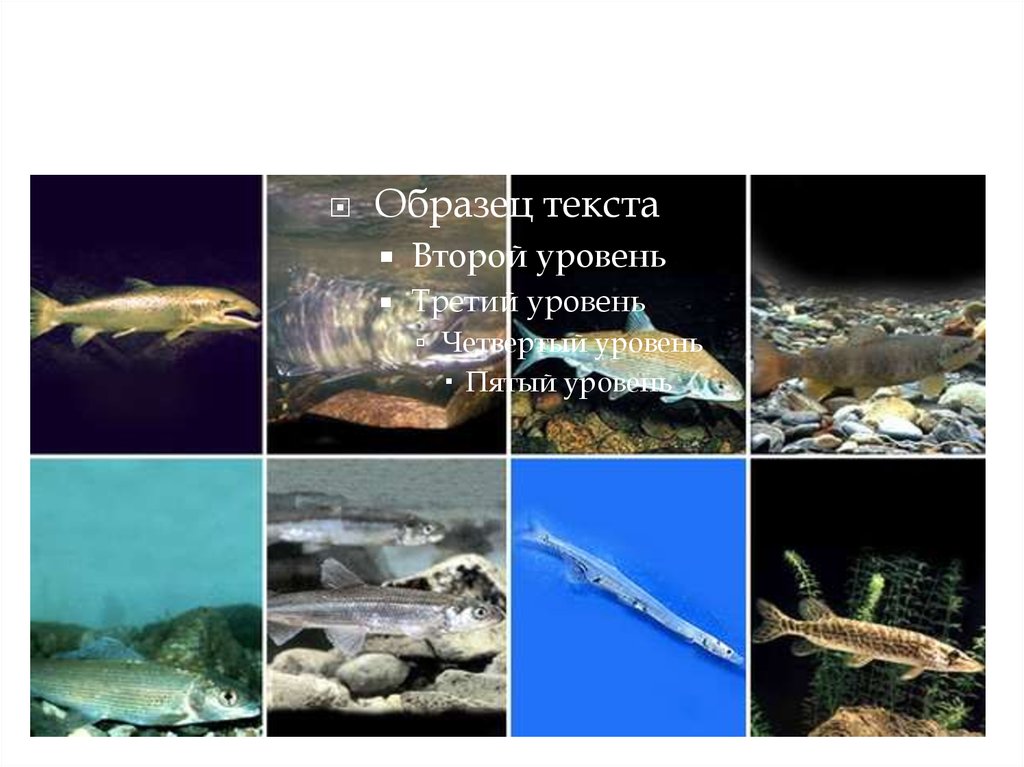 Разновидности рыб - online presentation