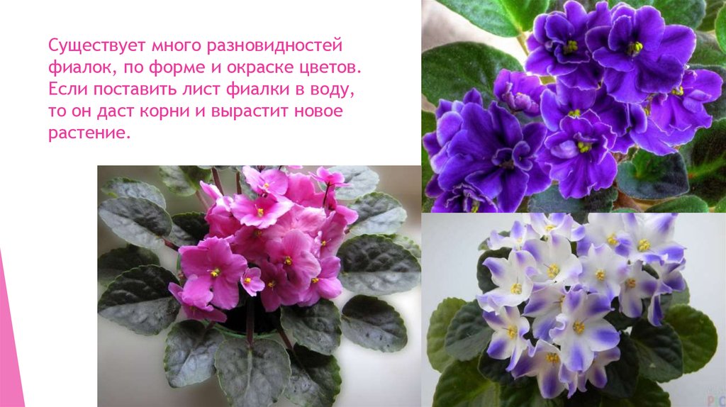 Фиалка. Разновидности фиалок, - презентация онлайн