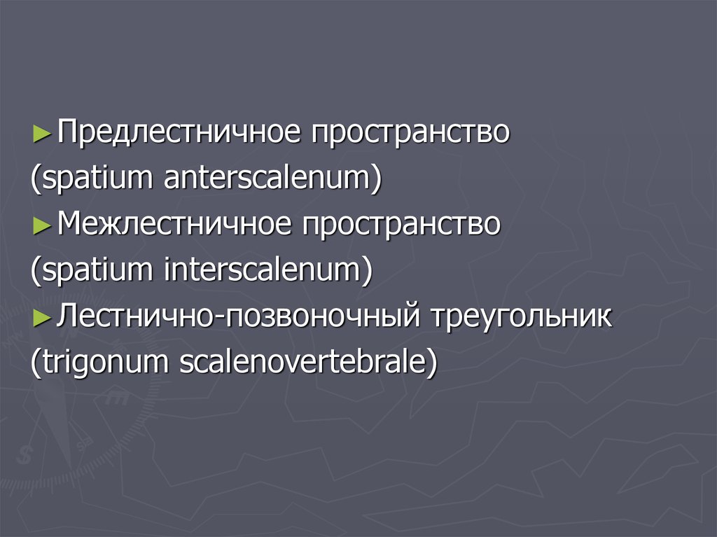 Глубокие межмышечные промежутки шеи - презентация онлайн