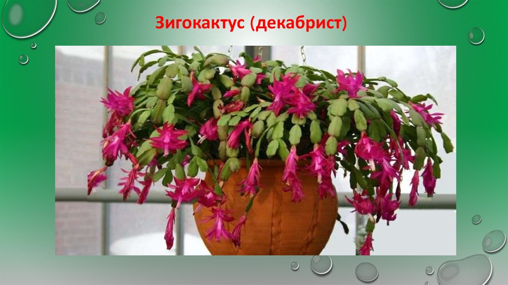 Комнатное растение презентация онлайн