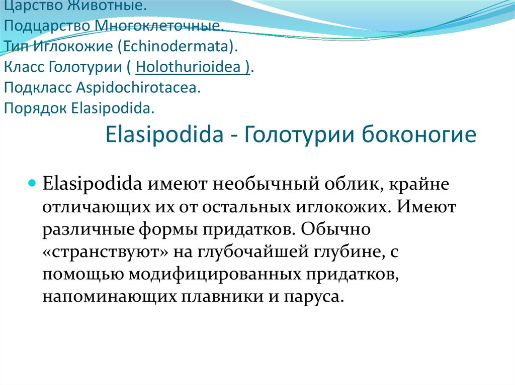 Elasipodida. Царство Животные. Подцарство Многоклеточные. Тип Иглокожие ...